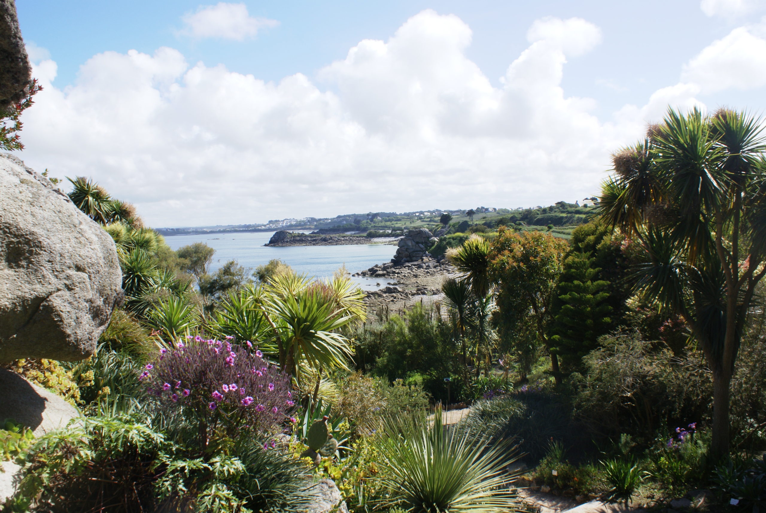 Le jardin exotique de Roscoff - La Canopée des Pins, Cléder
